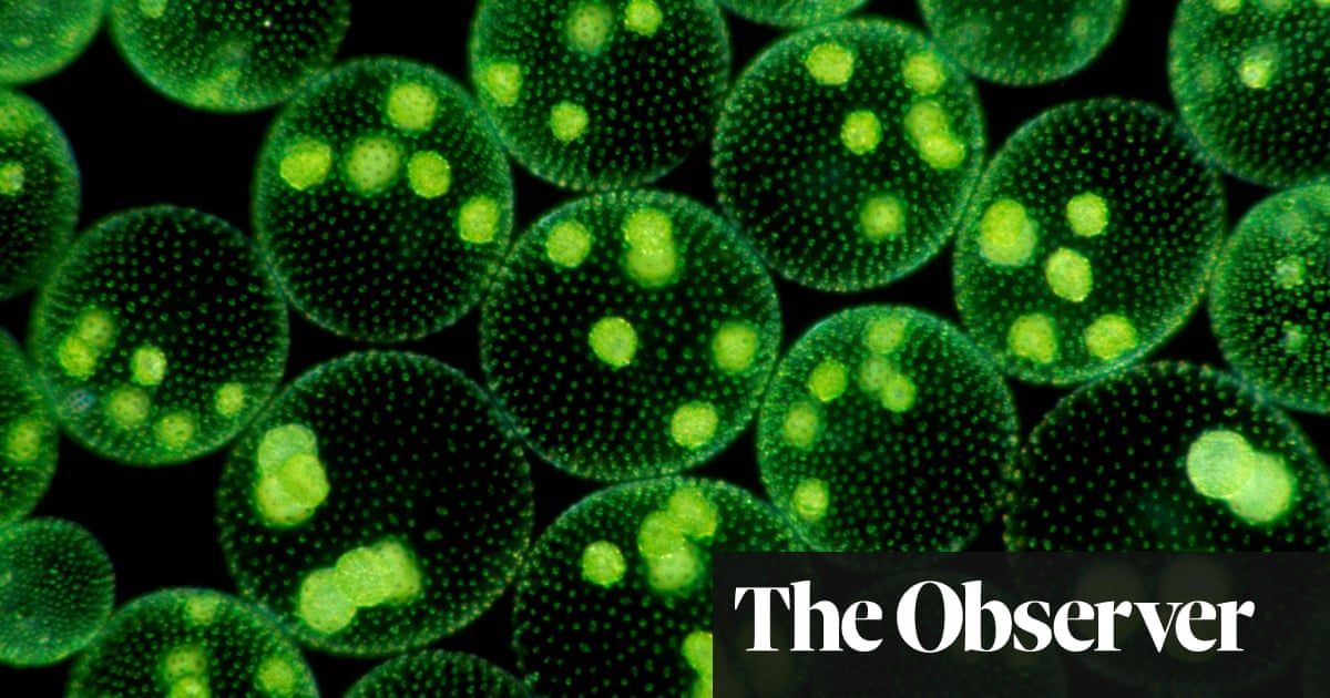 Thomas Liller on LinkedIn: Scientists find vital missing ingredient for ... Thomas Liller on LinkedIn: Scientists find vital missing ingredient for ...