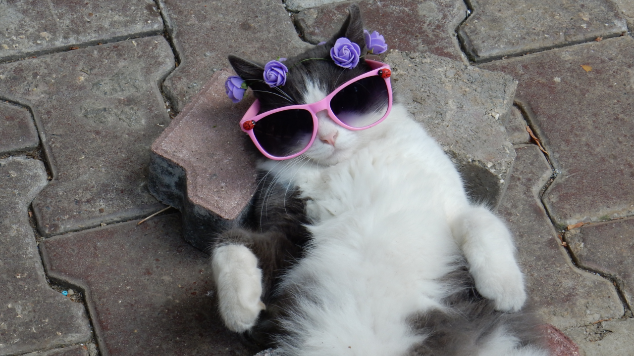 Understanding Cat Behavior: Decoding Feline Cues and Body Language Understanding Cat Behavior: Decoding Feline Cues and Body Language
