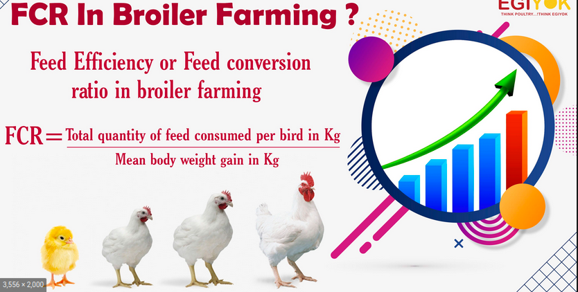 Feed Conversion Ratio(FCR) in Poultry Feed Conversion Ratio(FCR) in Poultry