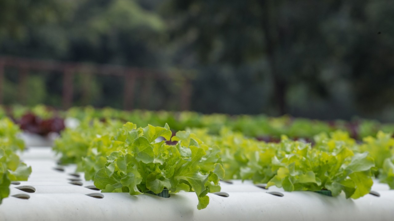 Hydroponics: Bridging The Agriculture Gap In India Hydroponics: Bridging The Agriculture Gap In India