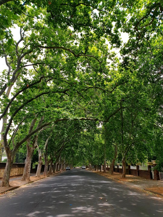 ADELAIDE’S URBAN CANOPY COVER STUDY PUBLISHED IN NEW BOOK ADELAIDE’S URBAN CANOPY COVER STUDY PUBLISHED IN NEW BOOK