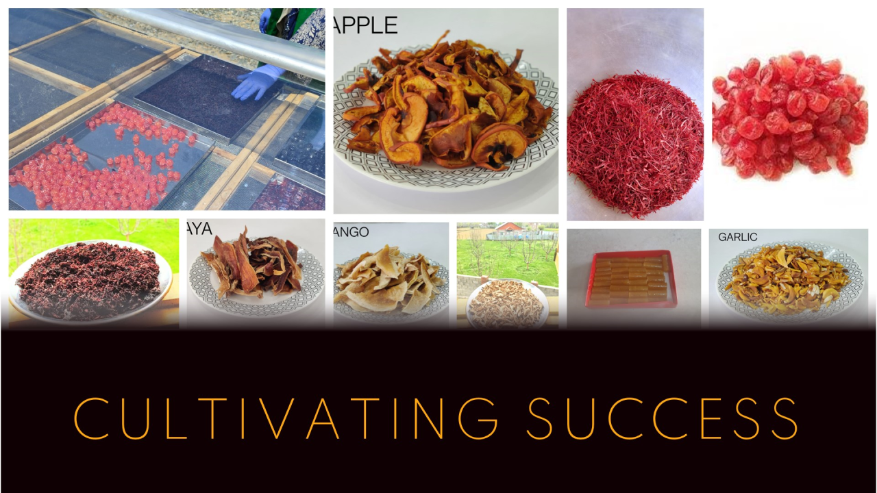 Cultivating Success: Solar Dehydration Redefining Agricultural Livelihood Cultivating Success: Solar Dehydration Redefining Agricultural Livelihood