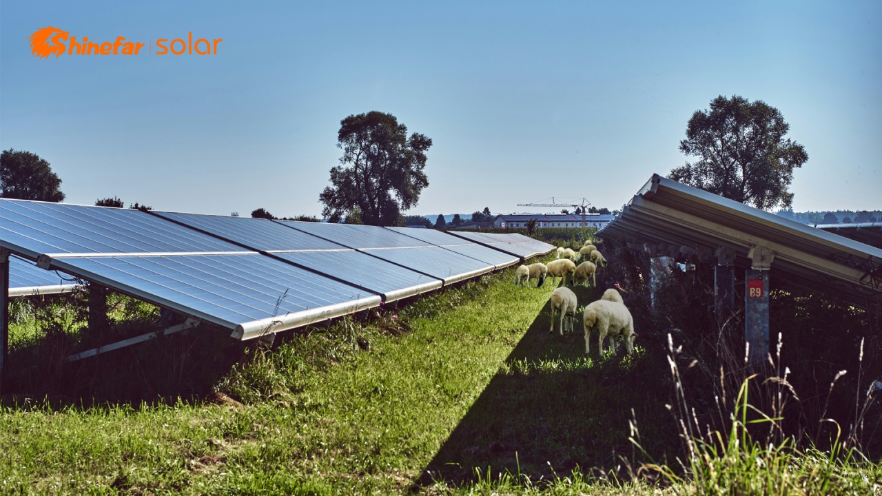 Building a photovoltaic power plant and unexpectedly creating a natural ... Building a photovoltaic power plant and unexpectedly creating a natural ...