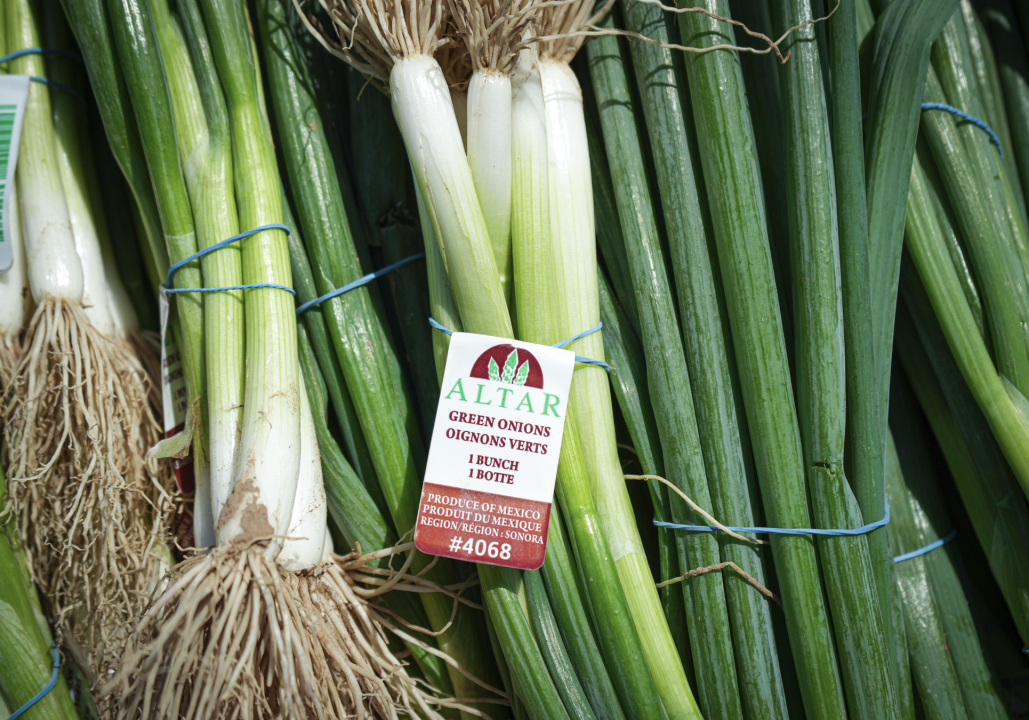 Demystifying Alliums: A Guide to Green Delights Demystifying Alliums: A Guide to Green Delights