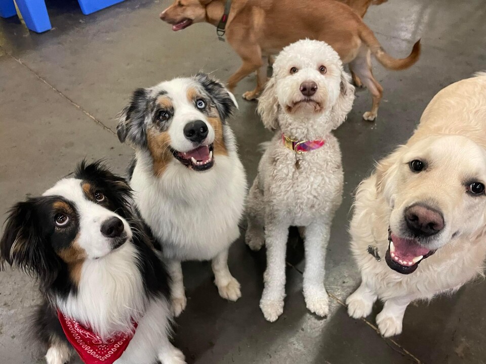 Mystery Dog Illness Is No Mystery Mystery Dog Illness Is No Mystery