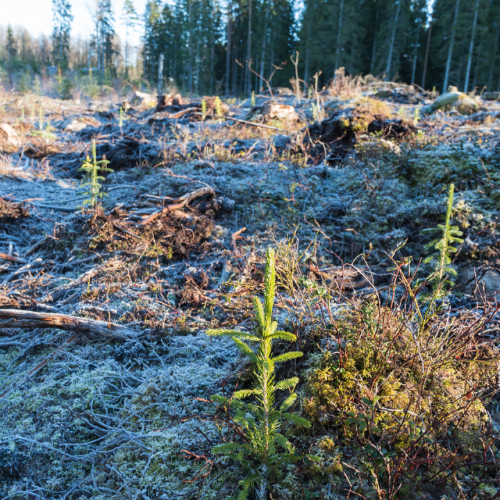 New study reveals potential benefits of climate-informed tree planting New study reveals potential benefits of climate-informed tree planting