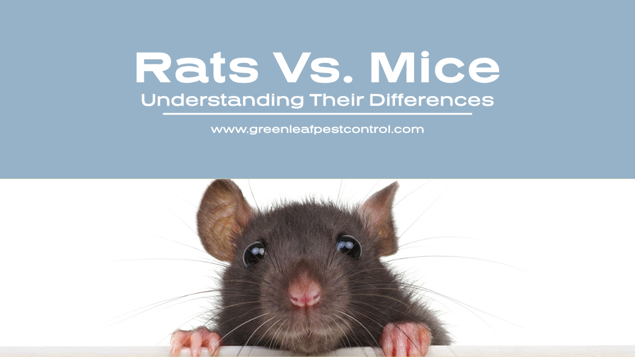Rats vs Mice Basics: Understanding Their Differences Rats vs Mice Basics: Understanding Their Differences