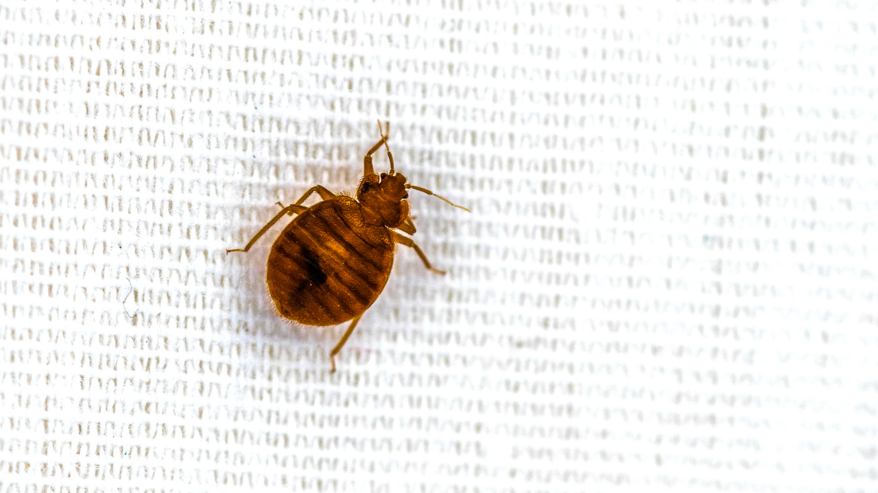 Bed Bugs: In-Depth IPM Overview Bed Bugs: In-Depth IPM Overview
