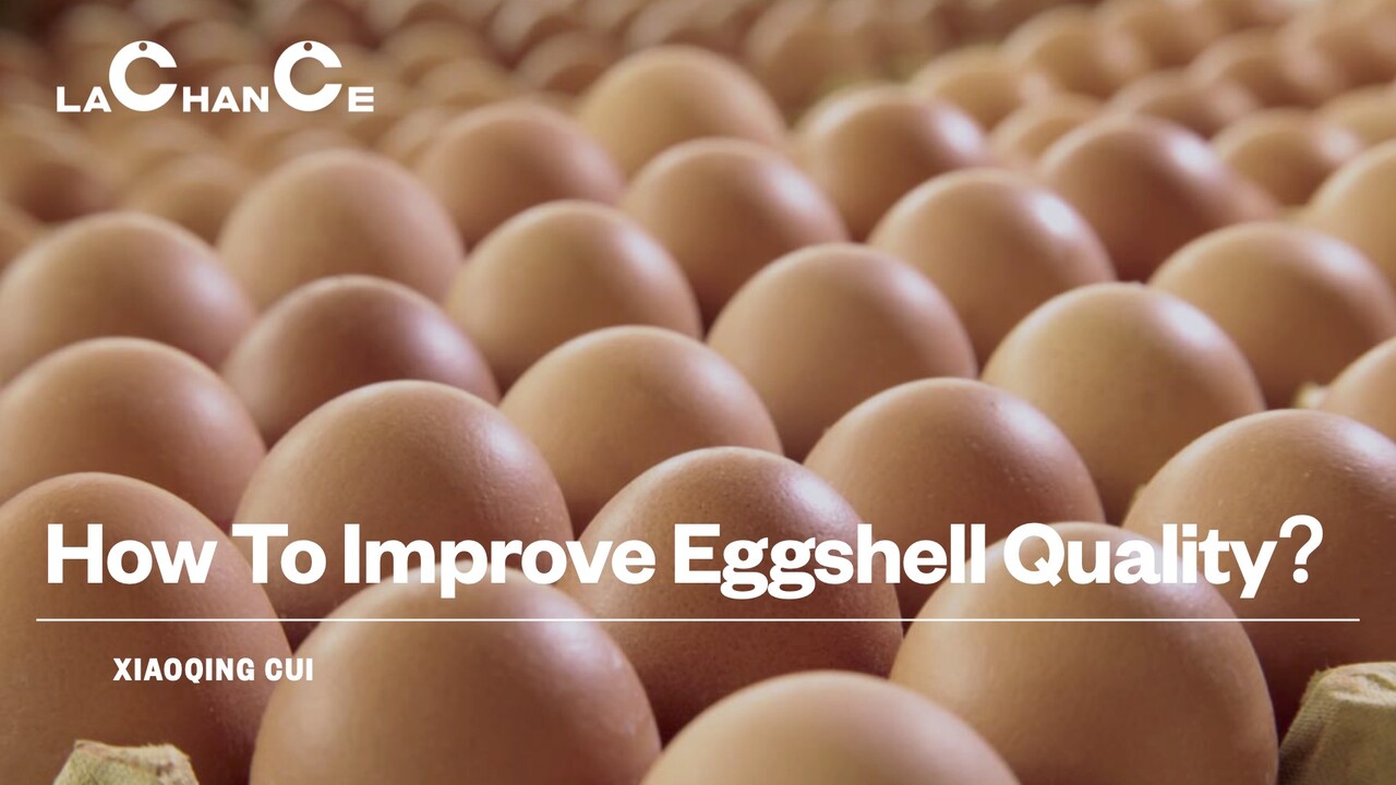 How to improve eggshell quality How to improve eggshell quality