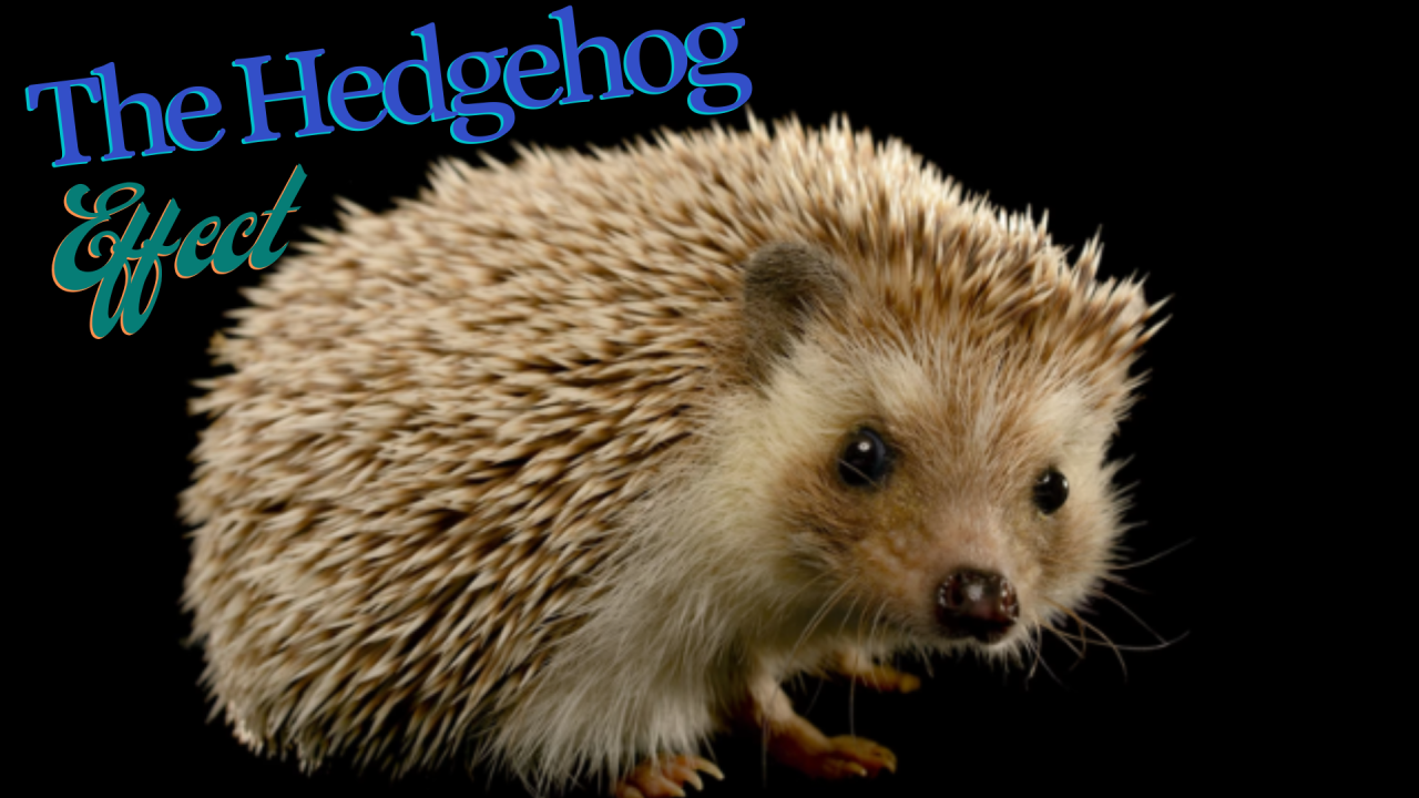 The Hedgehog Effect The Hedgehog Effect