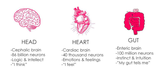 UNDERSTANDING THE THREE BRAINS UNDERSTANDING THE THREE BRAINS