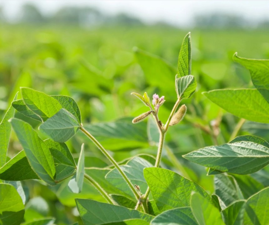 EUDR - Should due diligence be repeated for products from the same land? EUDR - Should due diligence be repeated for products from the same land?