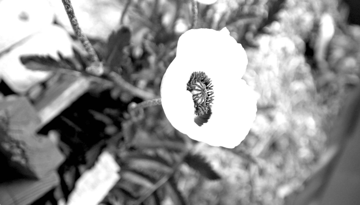 Unveiling Hidden Worlds through the Infrared Photography Unveiling Hidden Worlds through the Infrared Photography