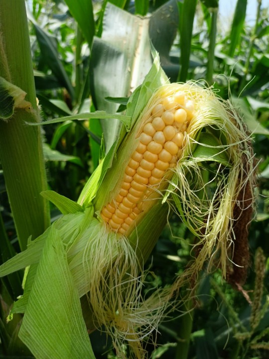 Unlocking the Nutritional Power of Sweet Corn: Advantages of Retort ... Unlocking the Nutritional Power of Sweet Corn: Advantages of Retort ...