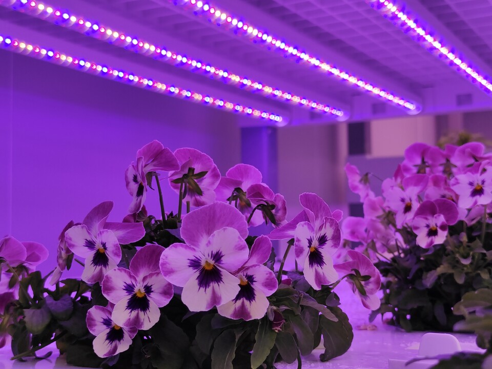 Unlocking Growth Potential: Horticultural Full Spectrum LED Chip by ... Unlocking Growth Potential: Horticultural Full Spectrum LED Chip by ...