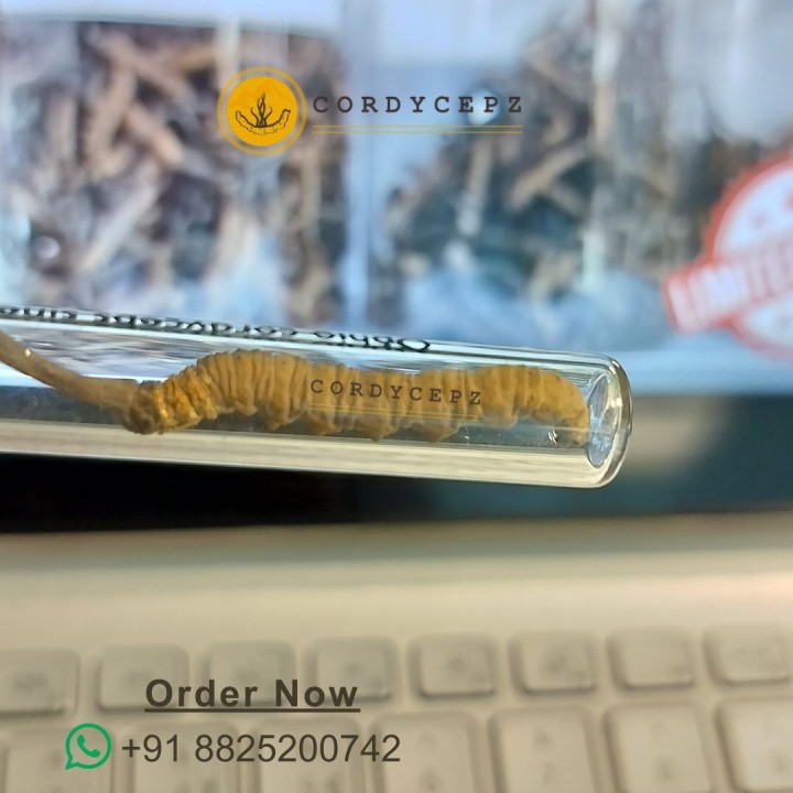 Cordyceps Sinensis: The world’s highest-priced biological commodity Cordyceps Sinensis: The world’s highest-priced biological commodity