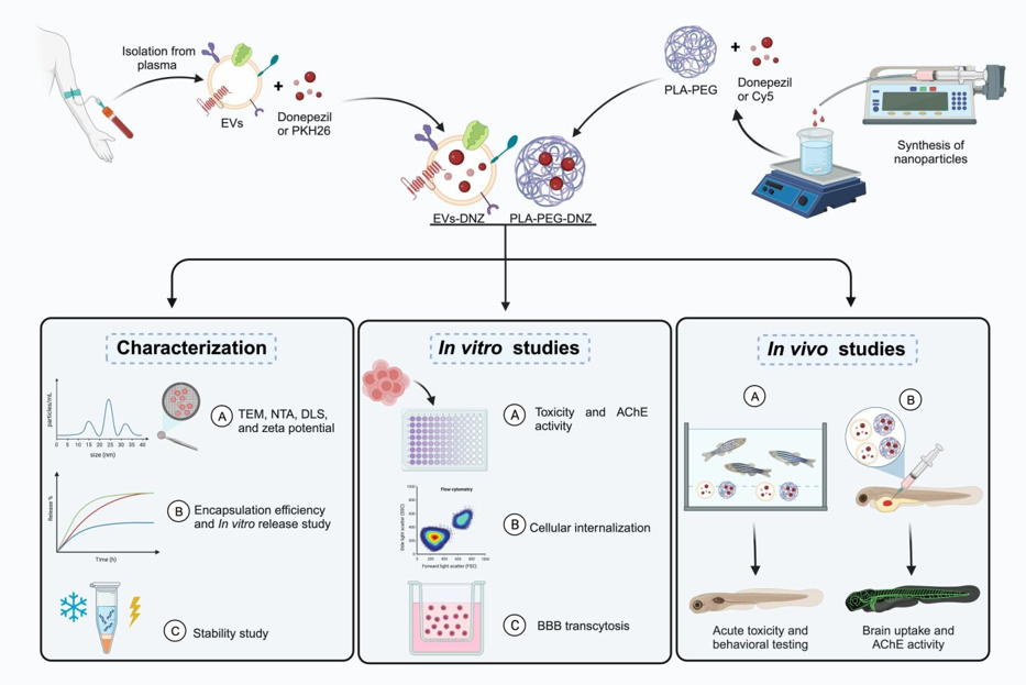 Extracellular vesicles superiority as drug delivery carriers over ... Extracellular vesicles superiority as drug delivery carriers over ...