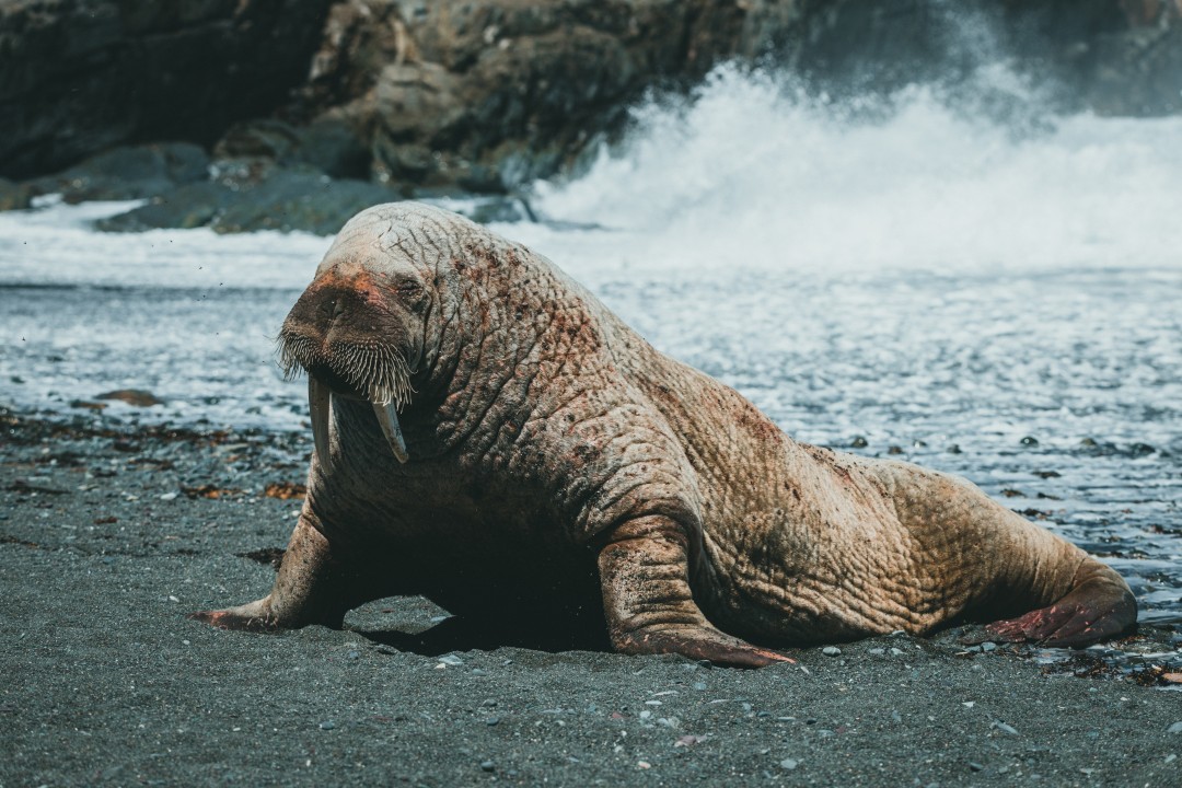 How to use the Walrus Operator := in Python How to use the Walrus Operator := in Python