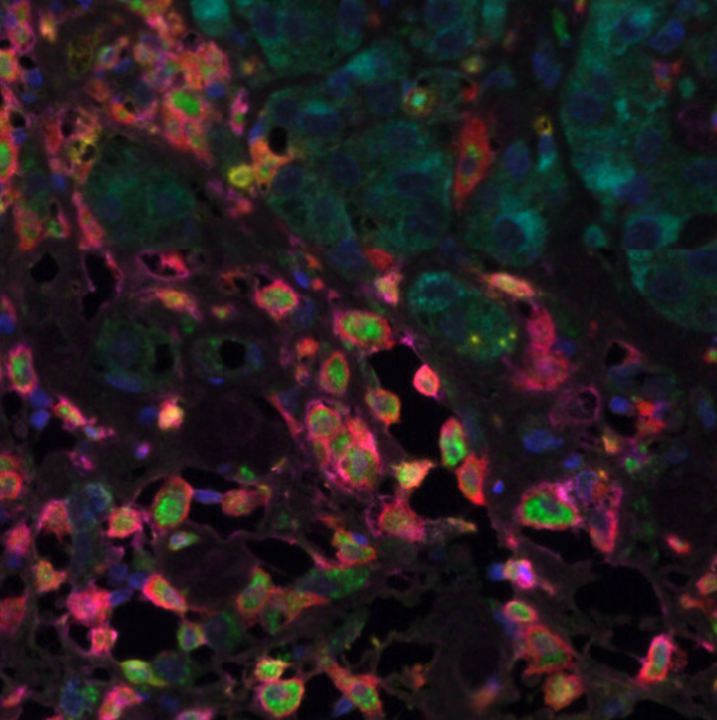 Building a better mouse: How high-fidelity models are generating deeper ... Building a better mouse: How high-fidelity models are generating deeper ...