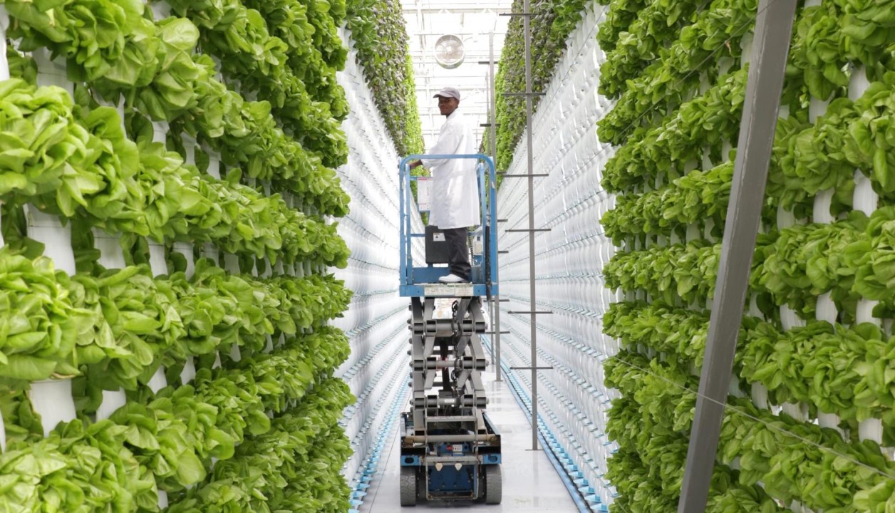 Vertical farming: The Future of Sustainable Farming Vertical farming: The Future of Sustainable Farming