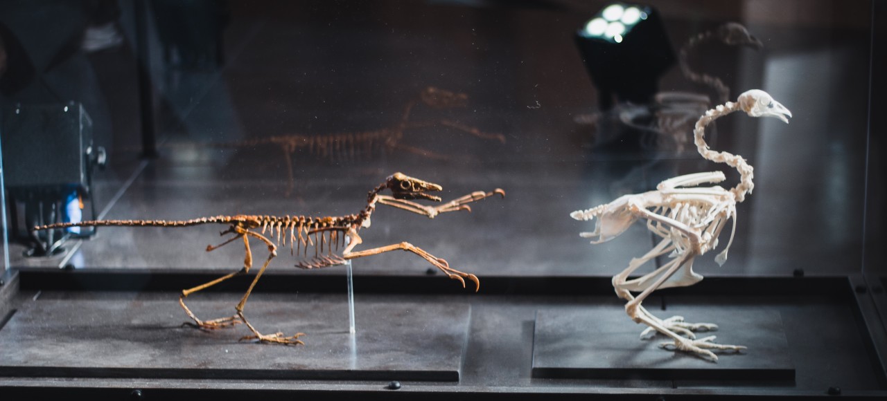 Building Strong Foundations: The Importance of Bone Quality in Poultry ... Building Strong Foundations: The Importance of Bone Quality in Poultry ...