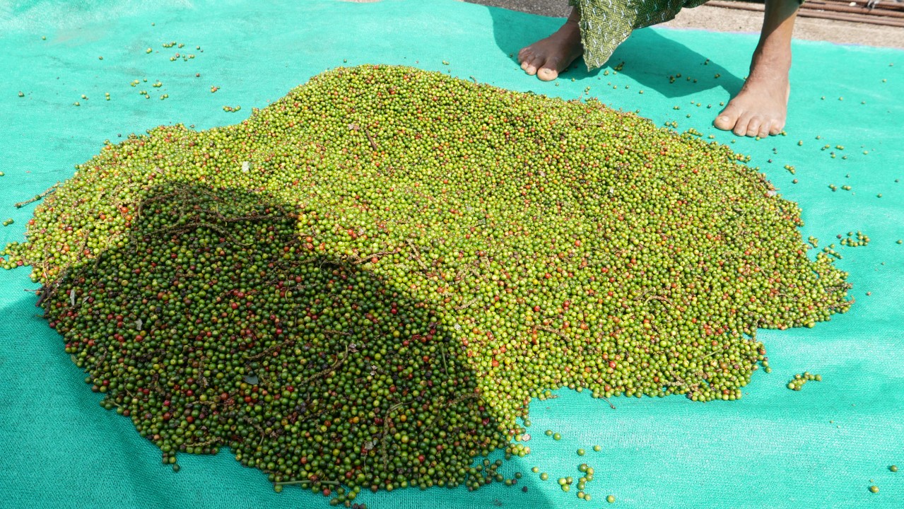 5 reasons why you must consume black pepper every day 5 reasons why you must consume black pepper every day