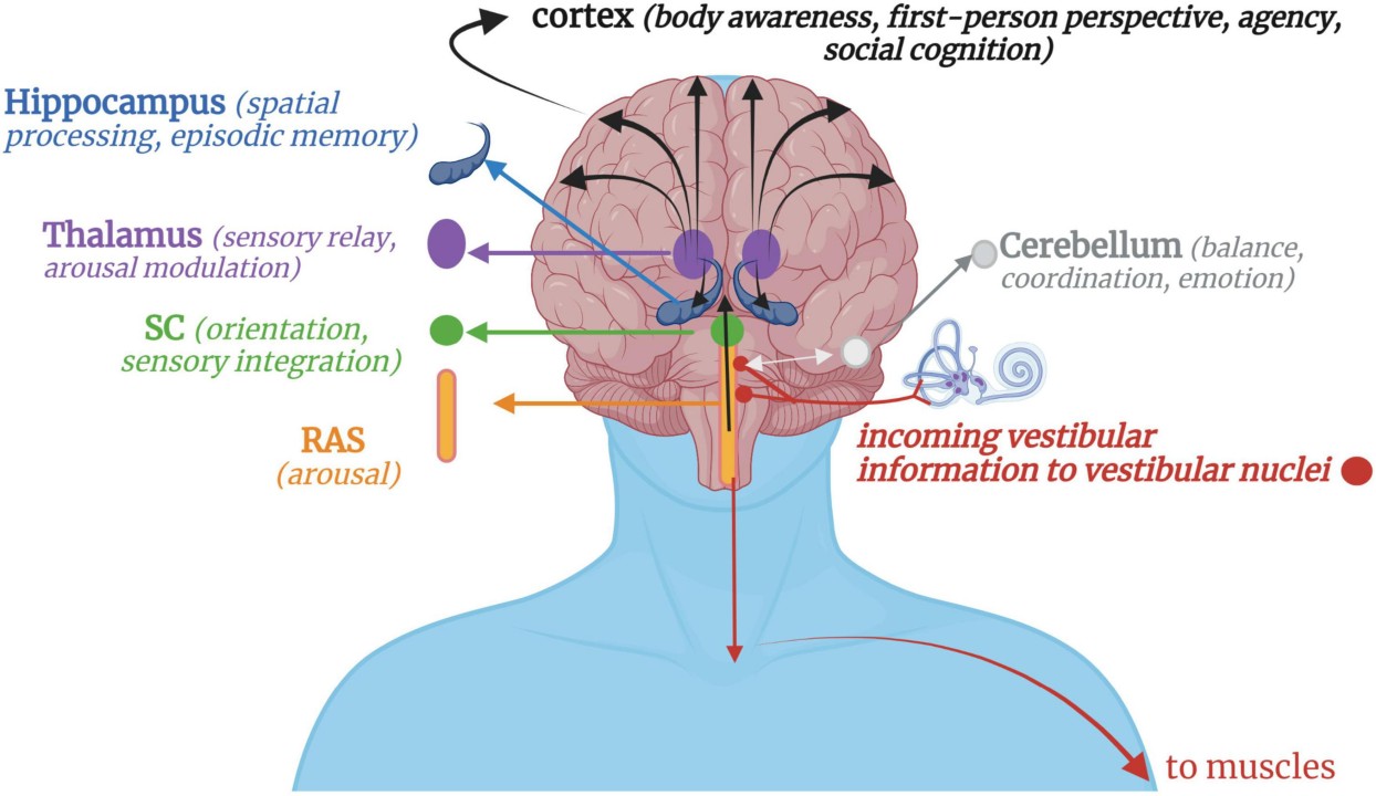 Unmasking the Amygdala: Unraveling its Role in Anxiety and PTSD Unmasking the Amygdala: Unraveling its Role in Anxiety and PTSD