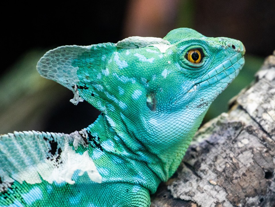 The Reptilian Brain Reacts to Fear, Threat, and Uncertainty The Reptilian Brain Reacts to Fear, Threat, and Uncertainty