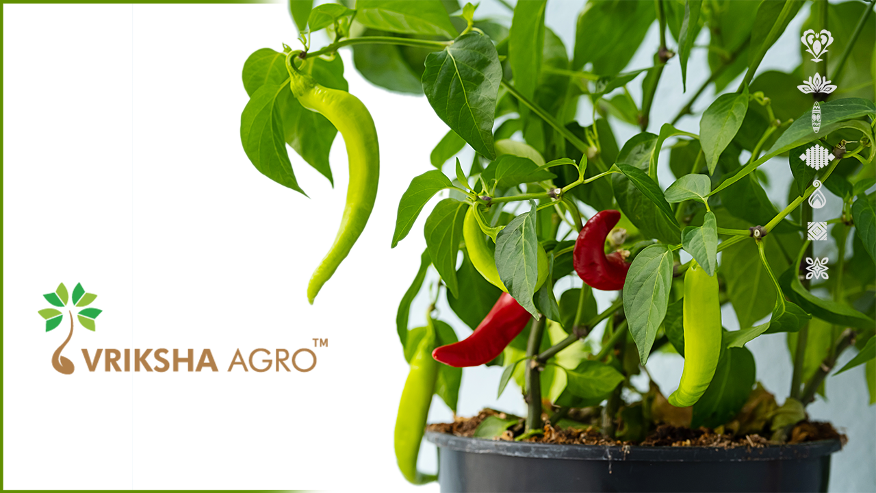 Reasons why you should start a kitchen garden at your home Reasons why you should start a kitchen garden at your home