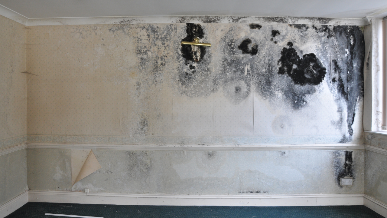 Combating Mould in Commercial Properties: A Guide for Property Owners Combating Mould in Commercial Properties: A Guide for Property Owners