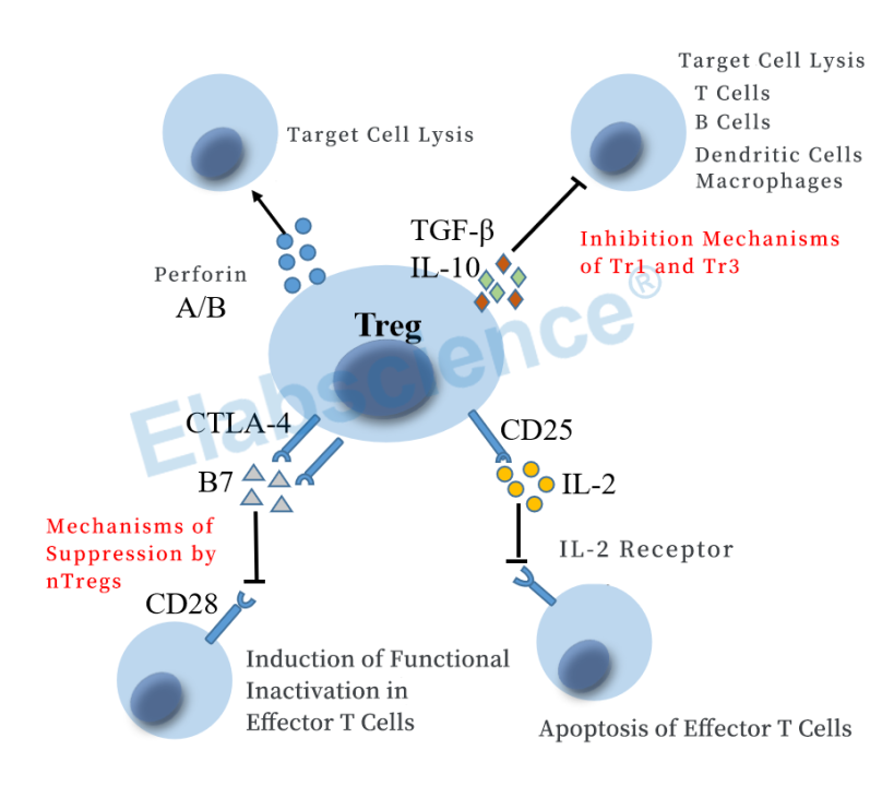 Understanding Regulatory T Cells in One Article Understanding Regulatory T Cells in One Article