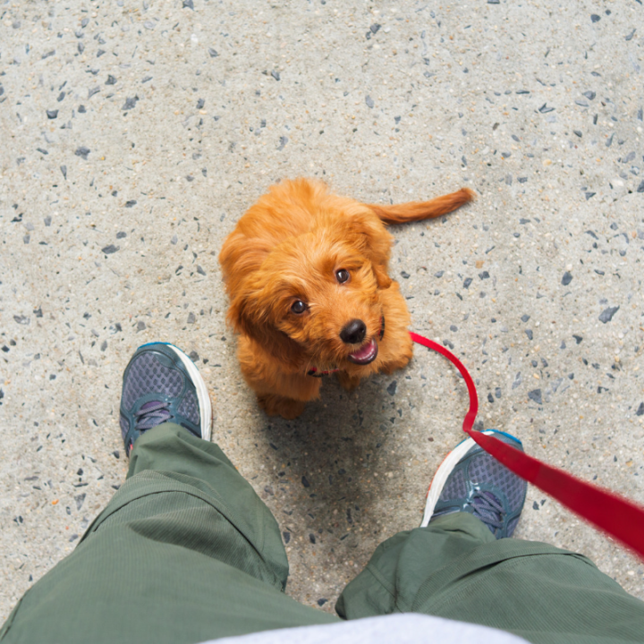 Harnessing the Power of PAWSitive Reinforcement Training Harnessing the Power of PAWSitive Reinforcement Training