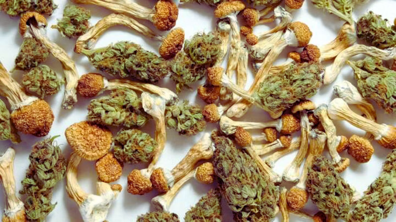 Exploring the Synergies Between Cannabis and the Emerging Psychedelic ... Exploring the Synergies Between Cannabis and the Emerging Psychedelic ...