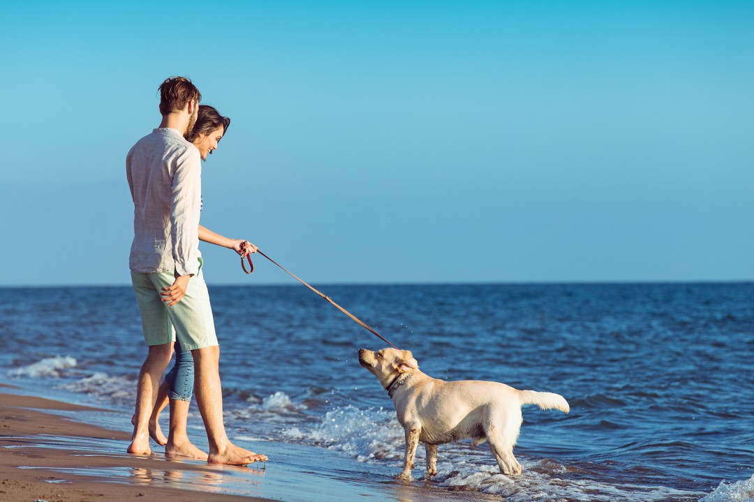Traveling with Pets in Summer: Precautions and Safety Points Introduction Traveling with Pets in Summer: Precautions and Safety Points Introduction