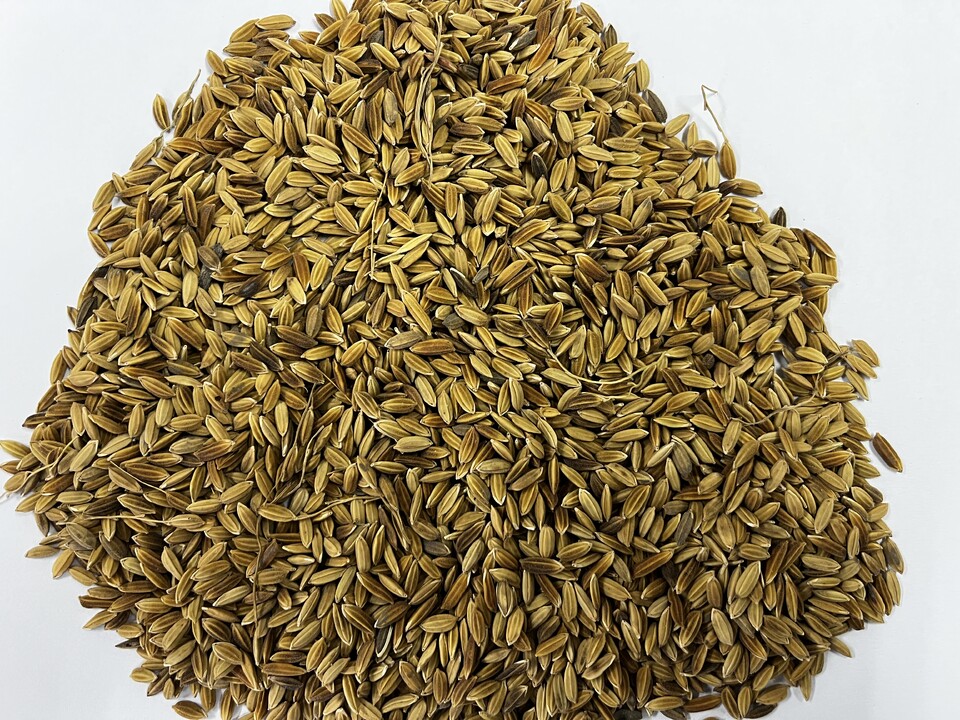 The Future is with Hybrid Seeds for Boosting Crop Productivity, So Why ... The Future is with Hybrid Seeds for Boosting Crop Productivity, So Why ...