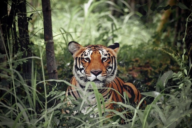How does animal camouflage work? How does animal camouflage work?