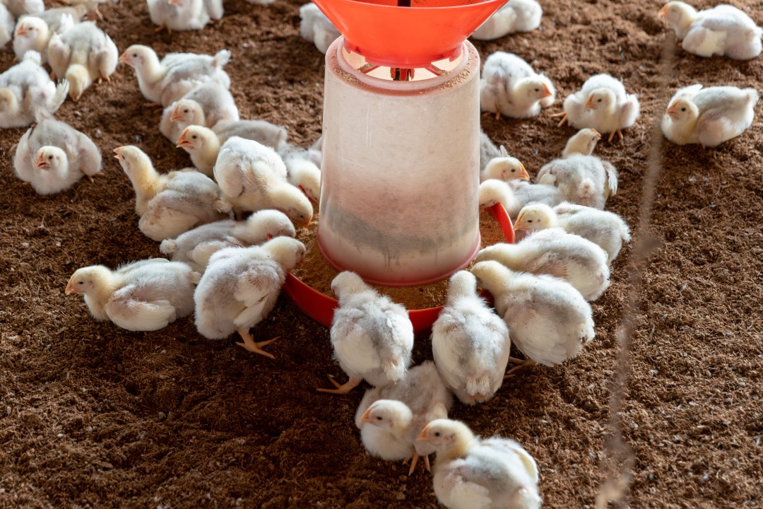 Maximizing Broiler Performance: The Methionine Dilemma Unveiled Maximizing Broiler Performance: The Methionine Dilemma Unveiled