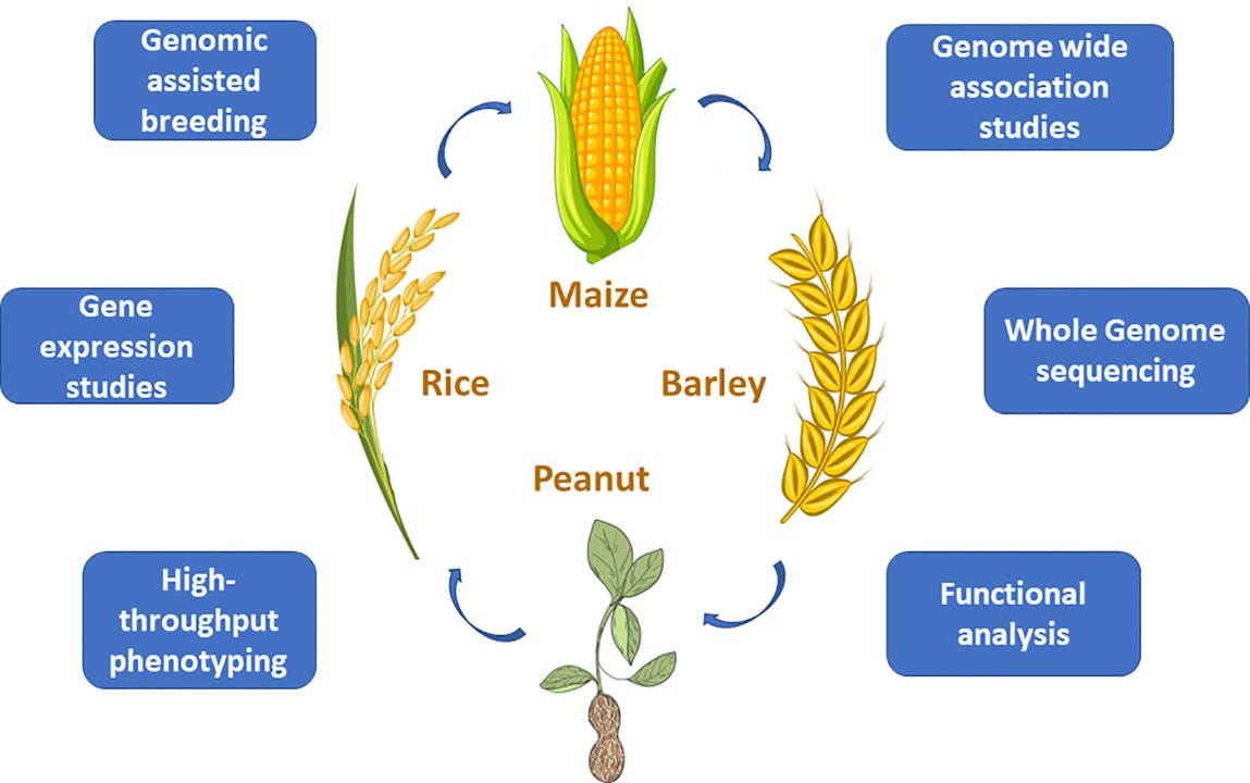 Allele Mining in Crop Improvement Allele Mining in Crop Improvement