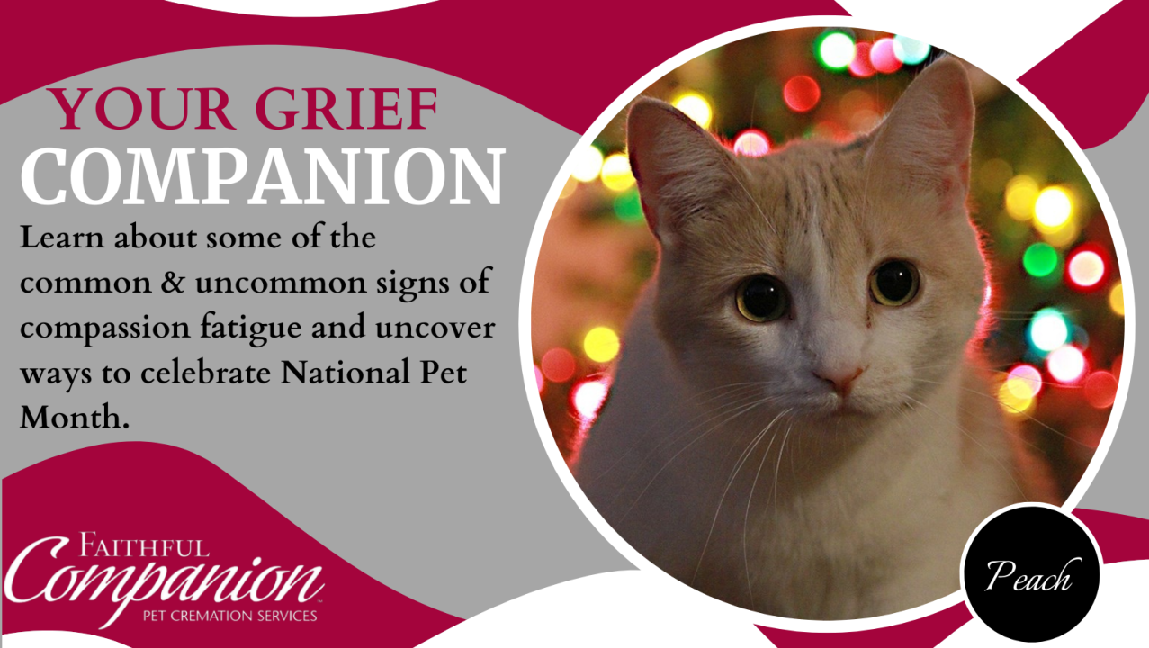 Signs of Compassion Fatigue & Ways You Can Celebrate National Pet Month Signs of Compassion Fatigue & Ways You Can Celebrate National Pet Month