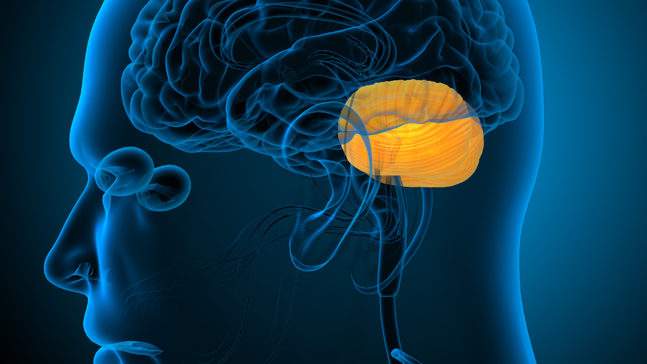 The Amygdala Hijack The Amygdala Hijack