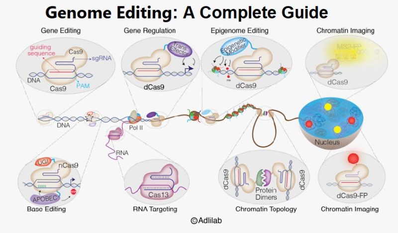 Genome Editing Market - Forecast(2024 - 2030) Genome Editing Market - Forecast(2024 - 2030)