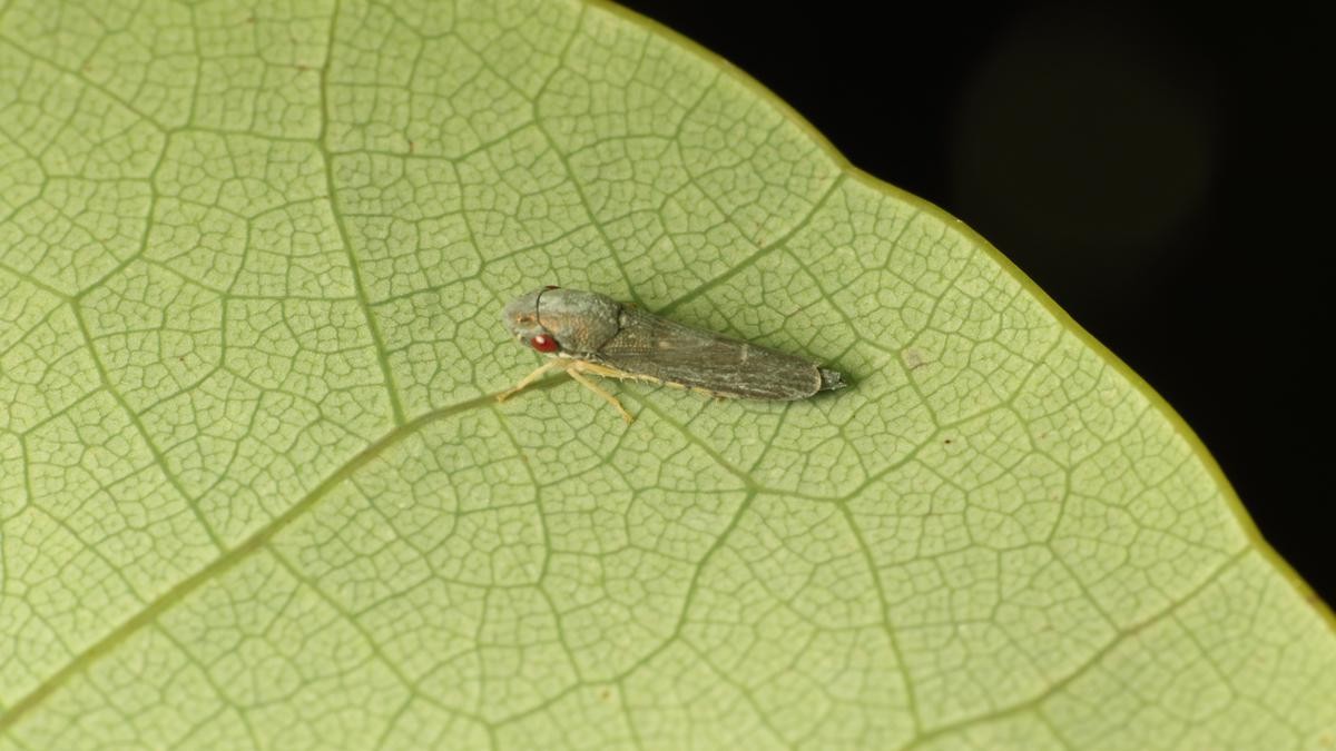 JNTBGRI researchers unravel the mystery behind the ‘shooting’ droplets ... JNTBGRI researchers unravel the mystery behind the ‘shooting’ droplets ...