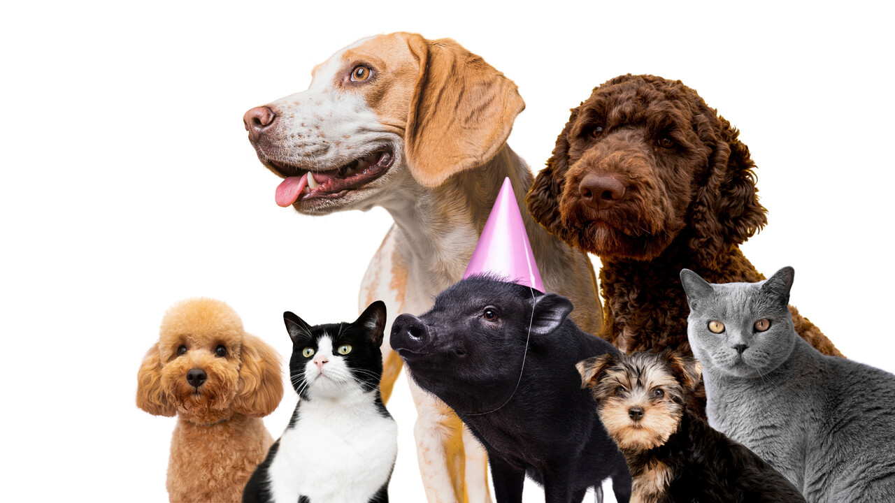 The Pros and Cons of Allowing Pets in Your Rental Properties The Pros and Cons of Allowing Pets in Your Rental Properties