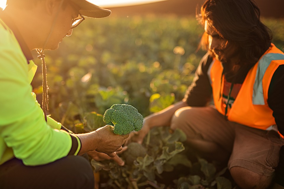 Bridging the Labour Gap: Innovative Hiring Strategies for Farmers Bridging the Labour Gap: Innovative Hiring Strategies for Farmers