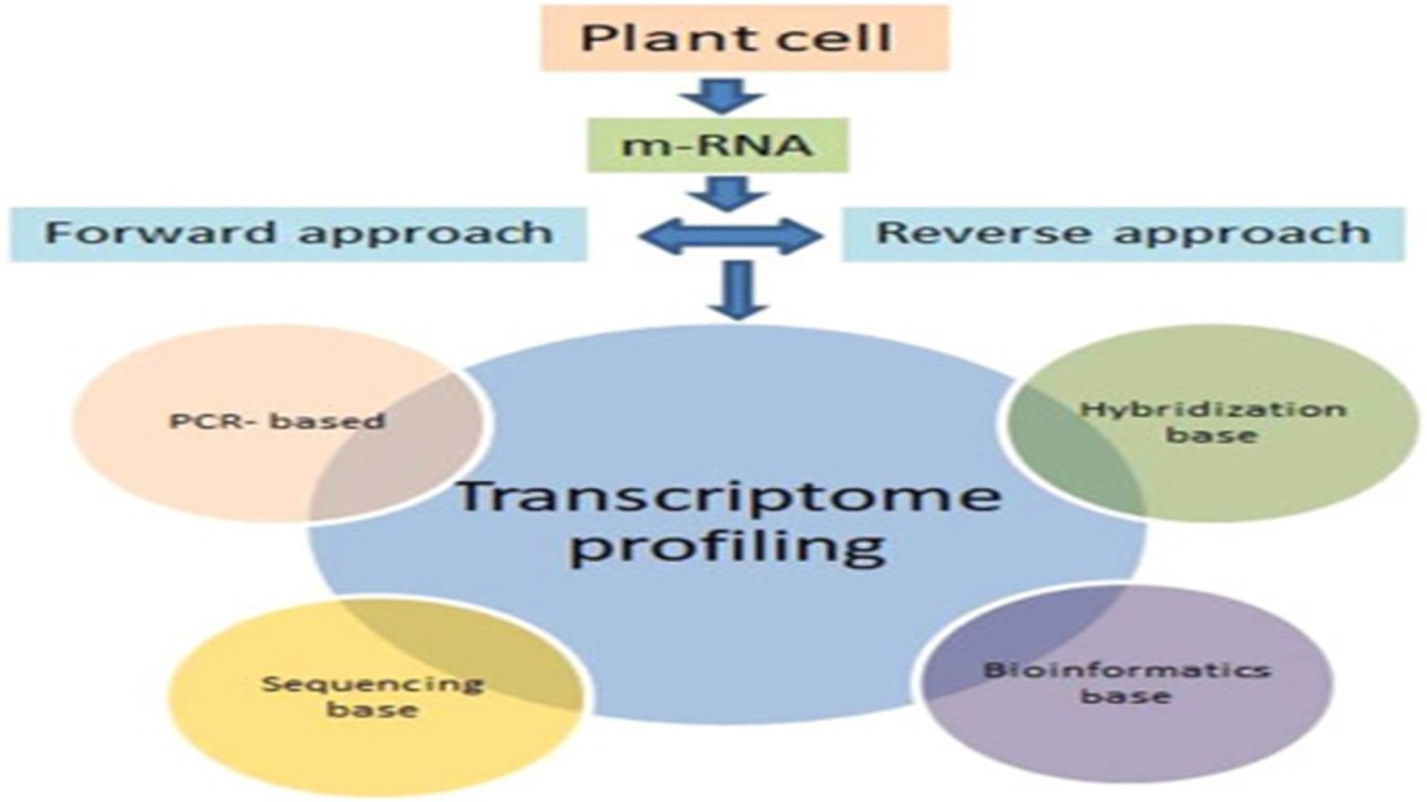 Epigenetic Influence on Expression of Gene Epigenetic Influence on Expression of Gene