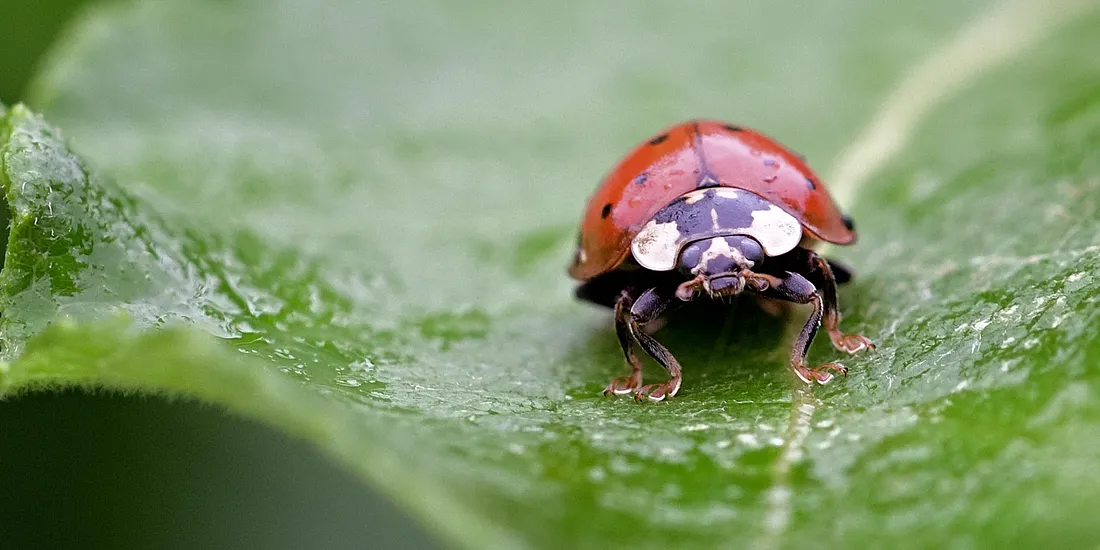 ByeBug: How a BUG Can Save Your Code in Ruby on Rails ByeBug: How a BUG Can Save Your Code in Ruby on Rails