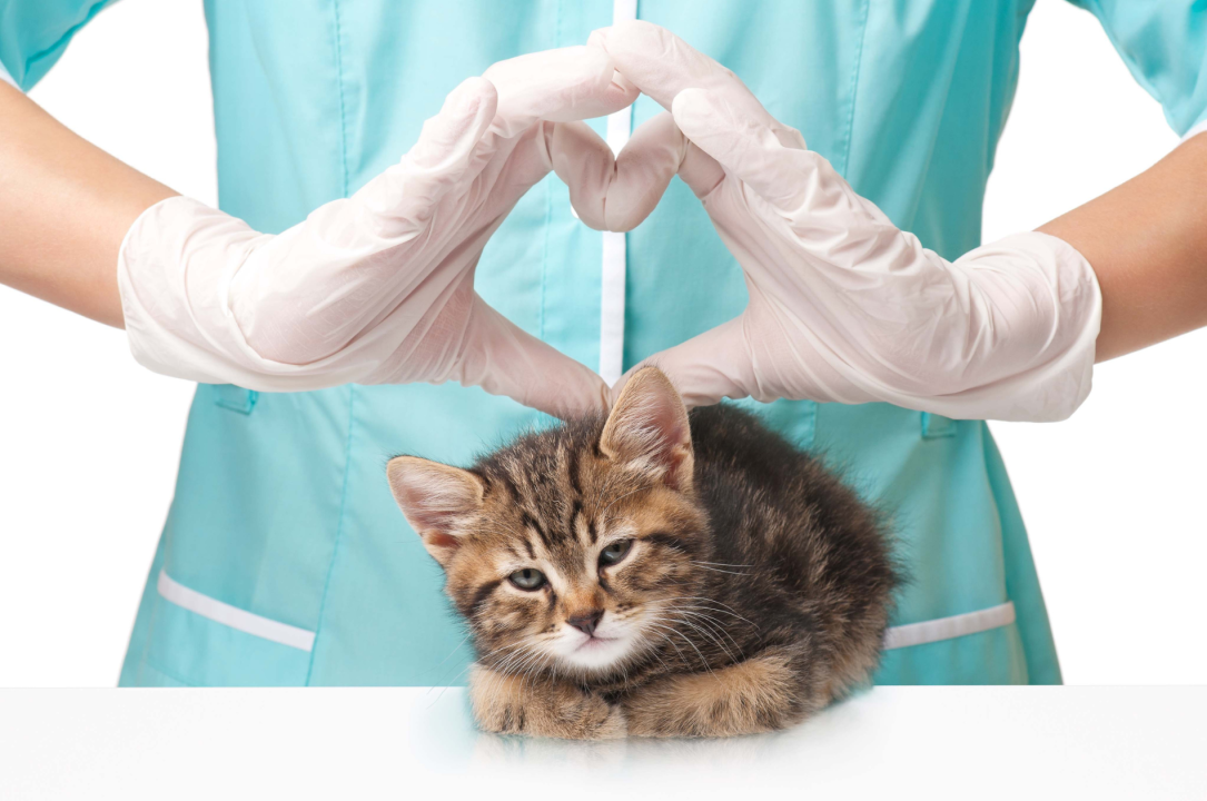 National Pet Immunization Month: 5 Ways to Educate and Engage Clients ... National Pet Immunization Month: 5 Ways to Educate and Engage Clients ...