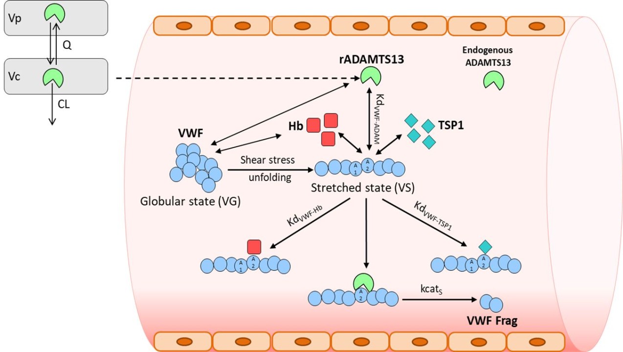 Application of a QSP Model for Recombinant Human ADAMTS13 in Sickle ... Application of a QSP Model for Recombinant Human ADAMTS13 in Sickle ...