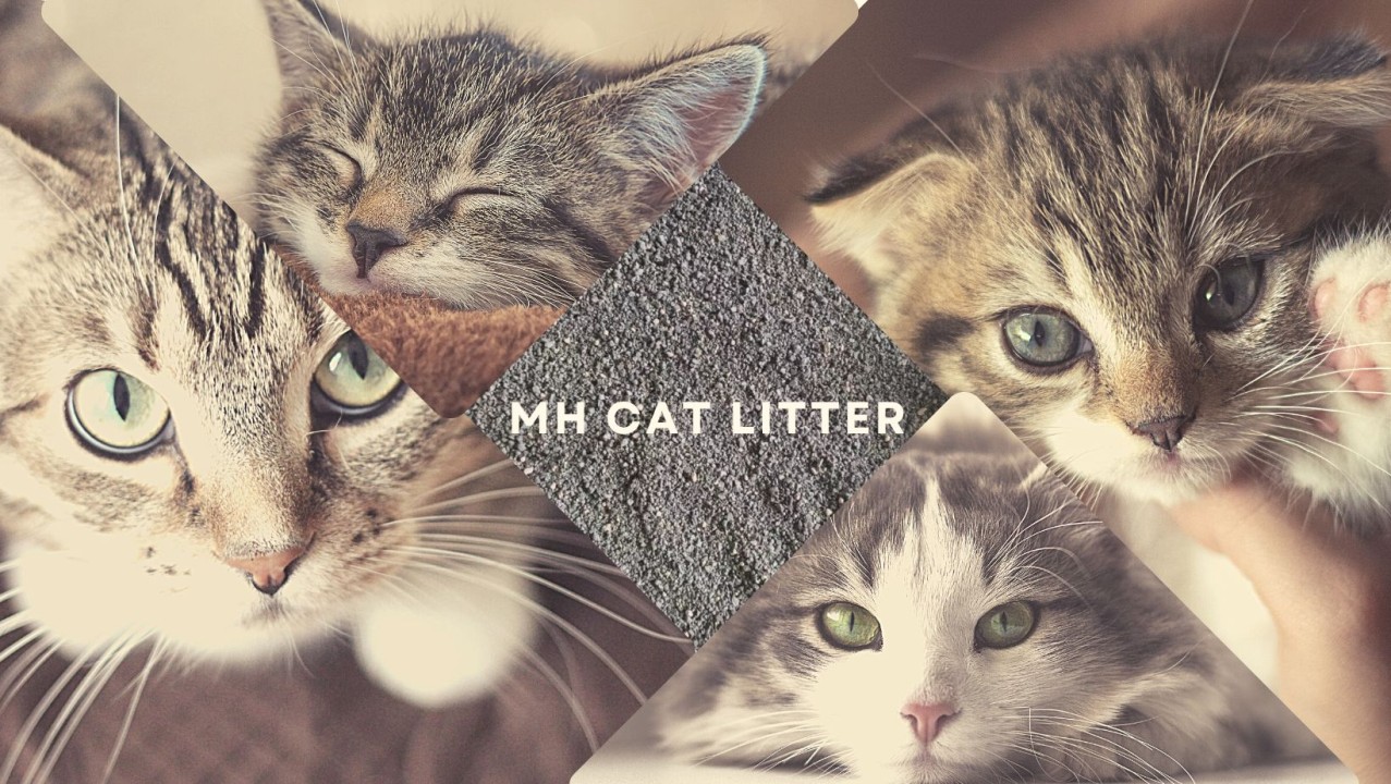 The Benefits of Using Mineral Cat Litter The Benefits of Using Mineral Cat Litter