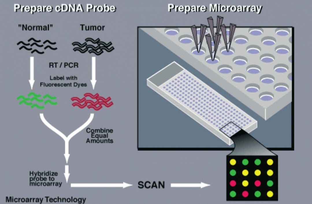 Microarray data Analysis Overview Microarray data Analysis Overview